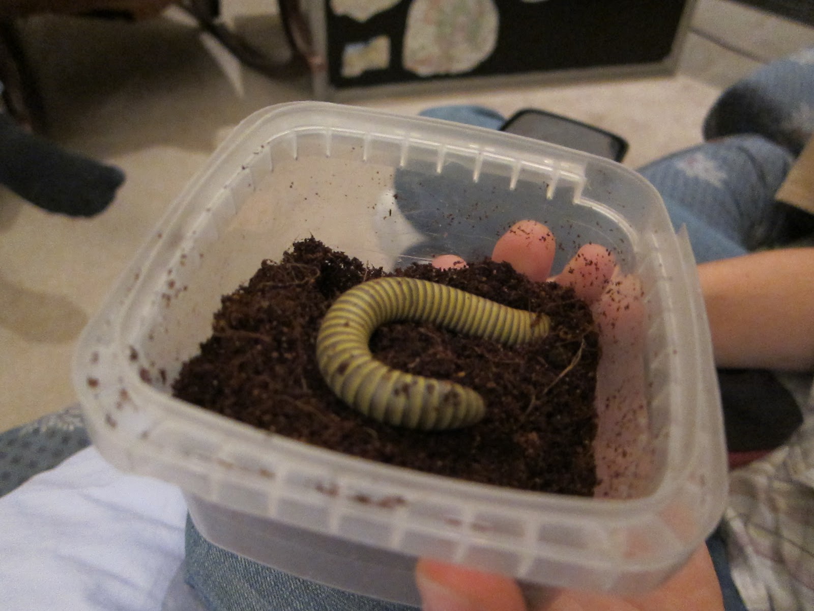 MilesIsland: Pet Millipede