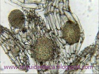 Todo orquideas - All orchids Cultivo in vitro: COMPARATIVA SEMILLAS ...