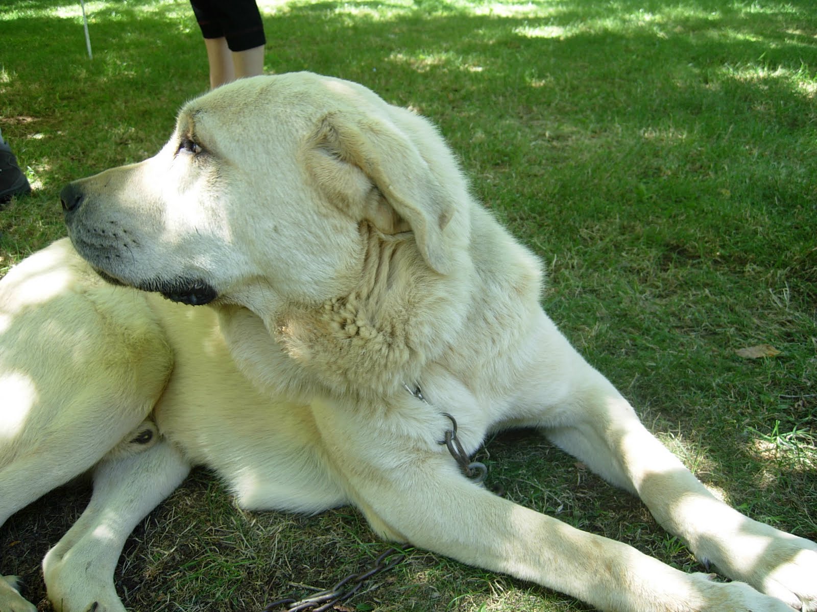 A orillas del Órbigo: Mastines leoneses