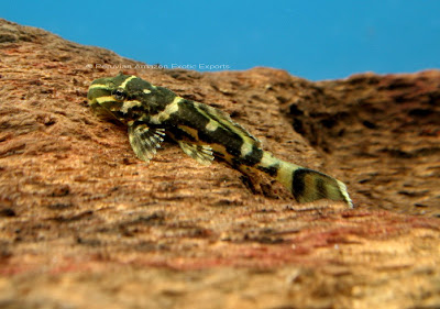 NEW ARRIVALS: RANGER PLECO