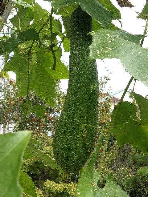 Acqua tonica di Hechima (Luffa)