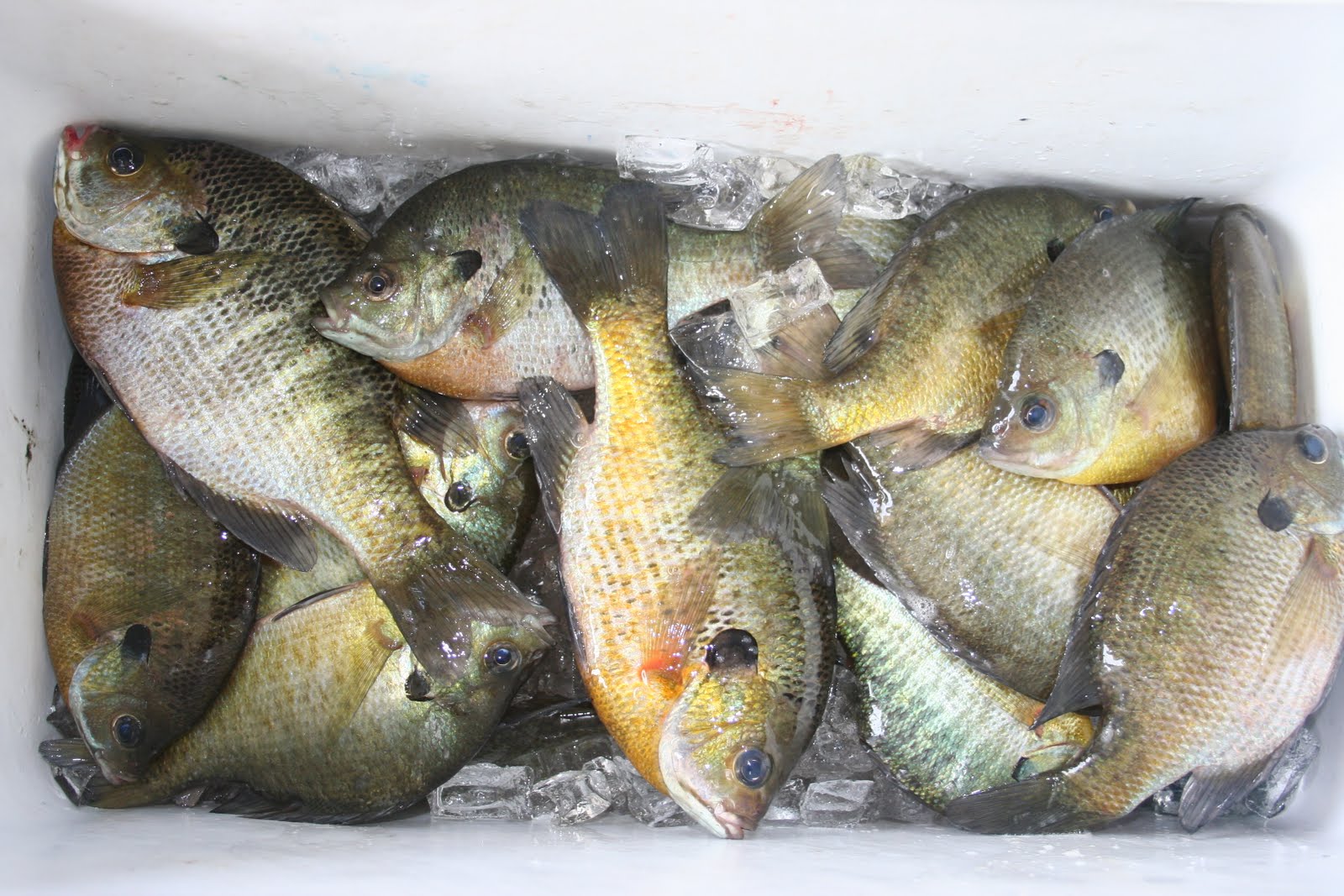 Eating trash fish... - Page 2 - Everything Else - Bass Fishing Forums