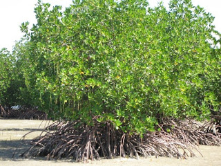 Calatagan Mangrove Forest Conservation Park