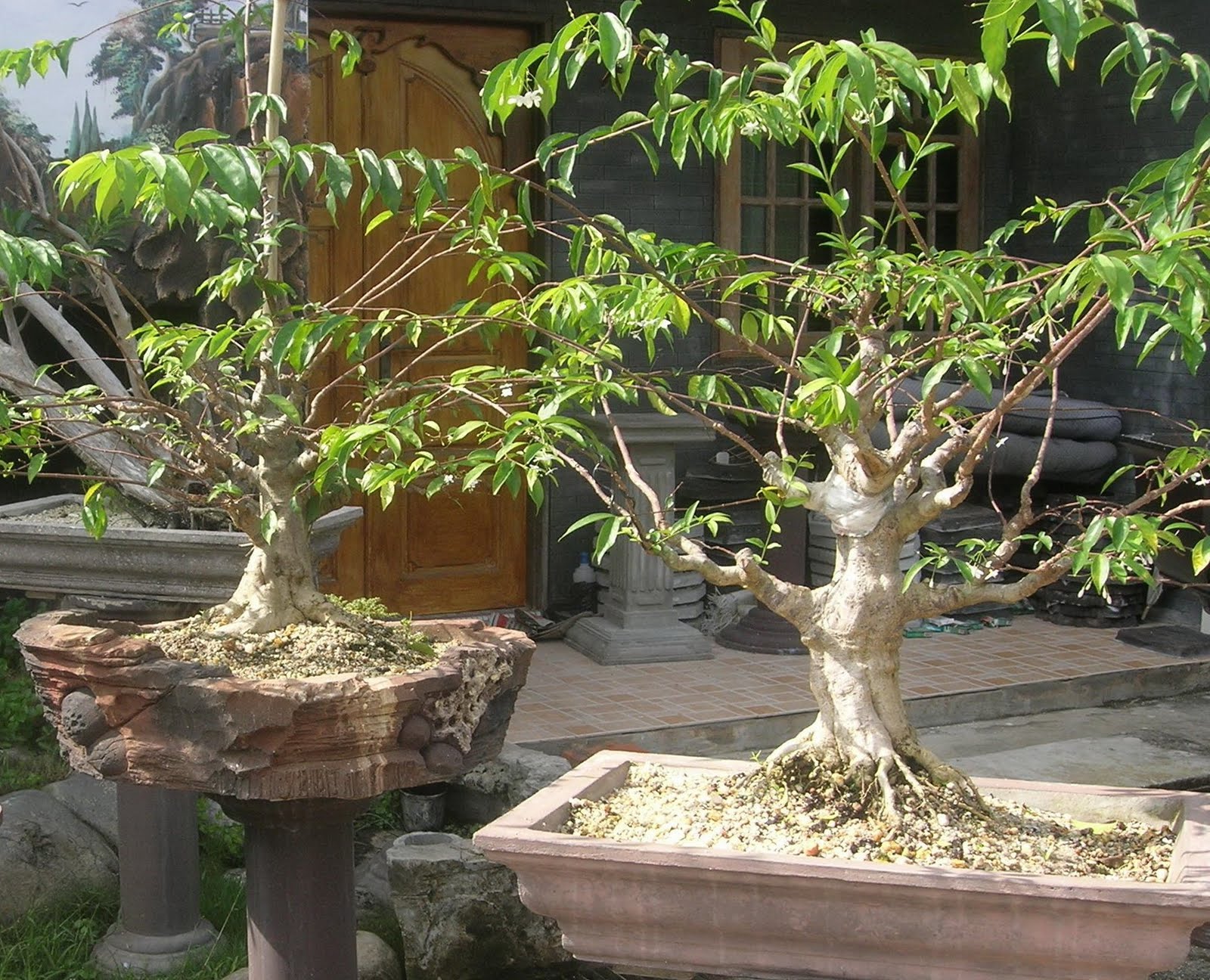syahvilla: Collections of Santalia trees