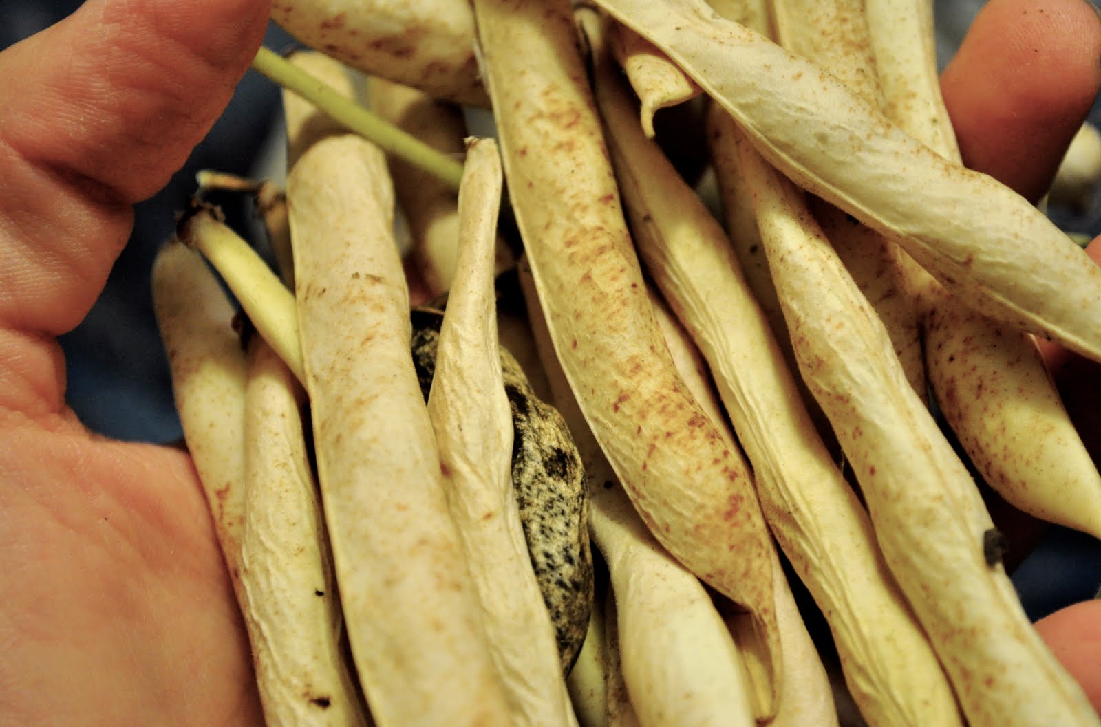 Dinner from the Farm: Tiger Eye Beans, A Lesson Learned