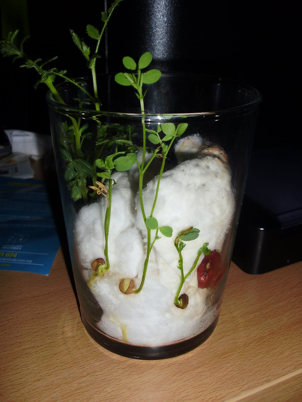 el péndulo de Foucault: CAMBIOS EN EL GERMINADOR