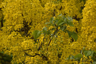 A Treehouse: Amaltash