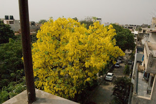 A Treehouse: Amaltash