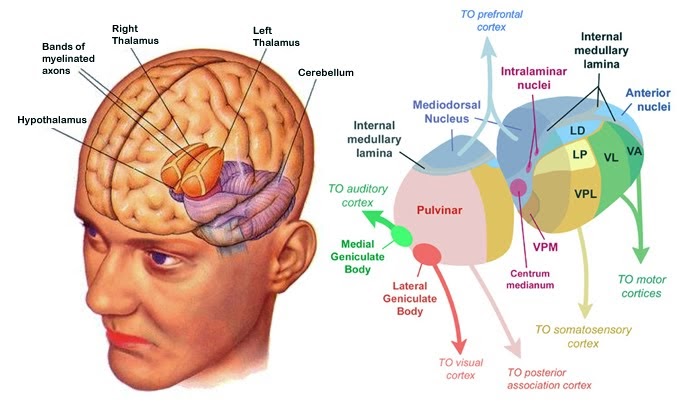 Psst!… Pass it on! Cortical communication via the thalamus