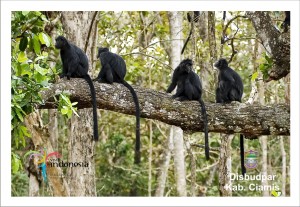 Suaka Margasatwa dan Cagar Alam