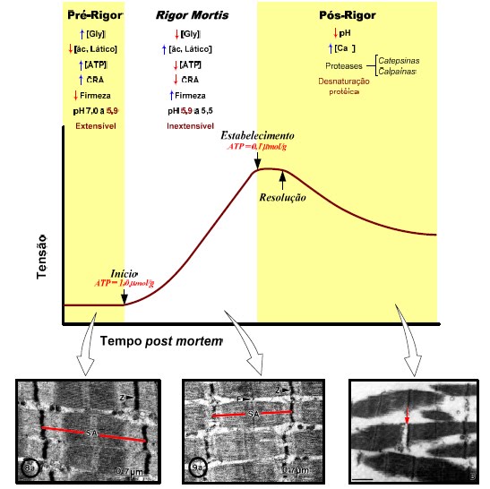 Alimentos e Nutrição - processamento e alterações. Produtos de glicação ...