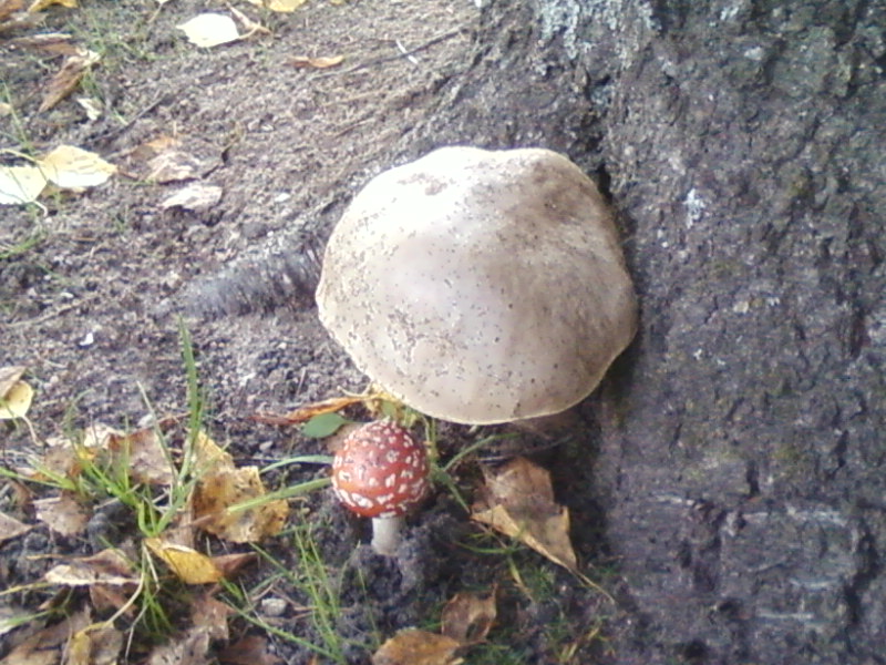 kirjumirju: Loodus/Nature