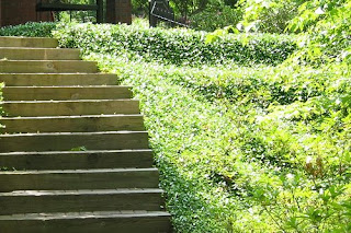 Greetings from Earth: Vigorous Ground Cover = Asiatic Jasmine