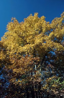 Greetings from Earth: The 2009 Harmony Landscapes Alabama Native Tree ...