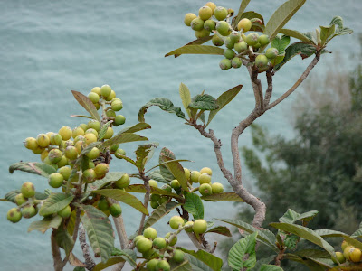 Bell'Avventura: Profumo di Nespole