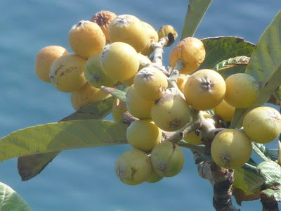 Bell'Avventura: Profumo di Nespole