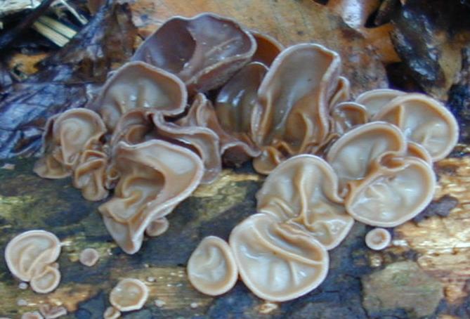 MADU MELIFERA: JAMUR KUPING