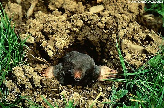 EL topo mole: El Topo Iberico