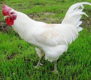 To Market, To Market with San Diego Foodstuff: 7/1/08 - 8/1/08