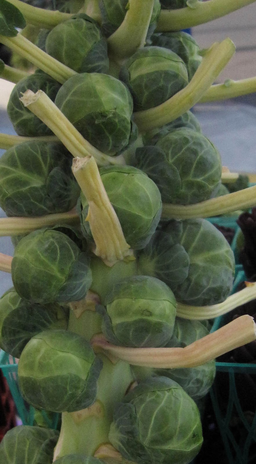 To Market, To Market with San Diego Foodstuff: Fall Fest: Roasted ...