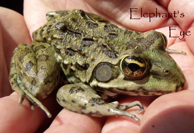 Elephant's Eye: 2010
