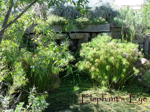 Elephant's Eye: On Ungardening Pond 3