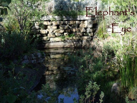 Elephant's Eye: On Ungardening Pond 3