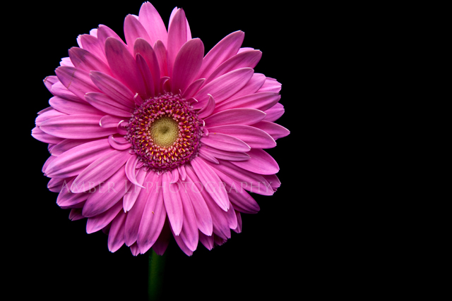 Amber Li Photography: Kansas City Photographer : Fine Art Still Life ...