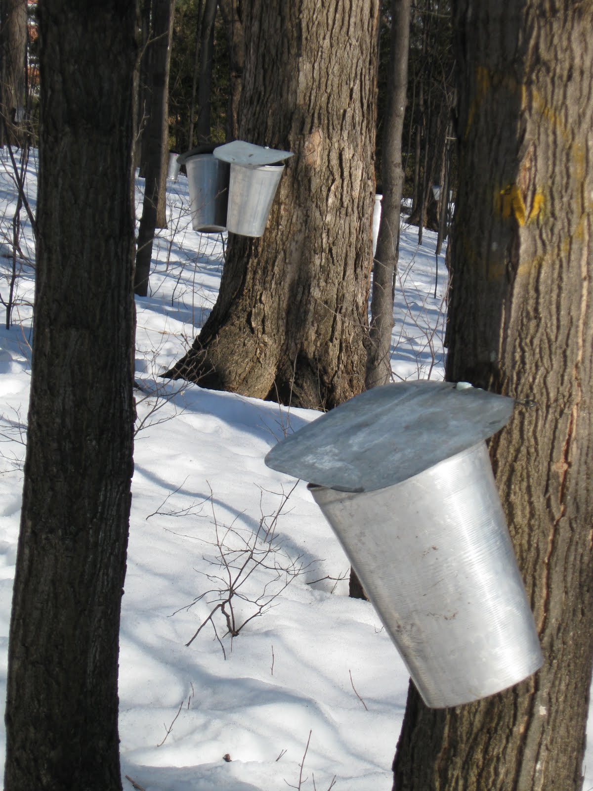 Marvelous-Canada: Maple Syrup Time in Eastern Canada!