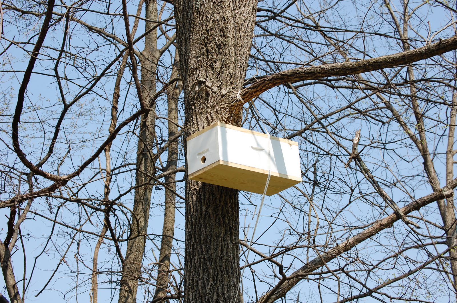 Beekeeping Ed's Journal: Bait Hive