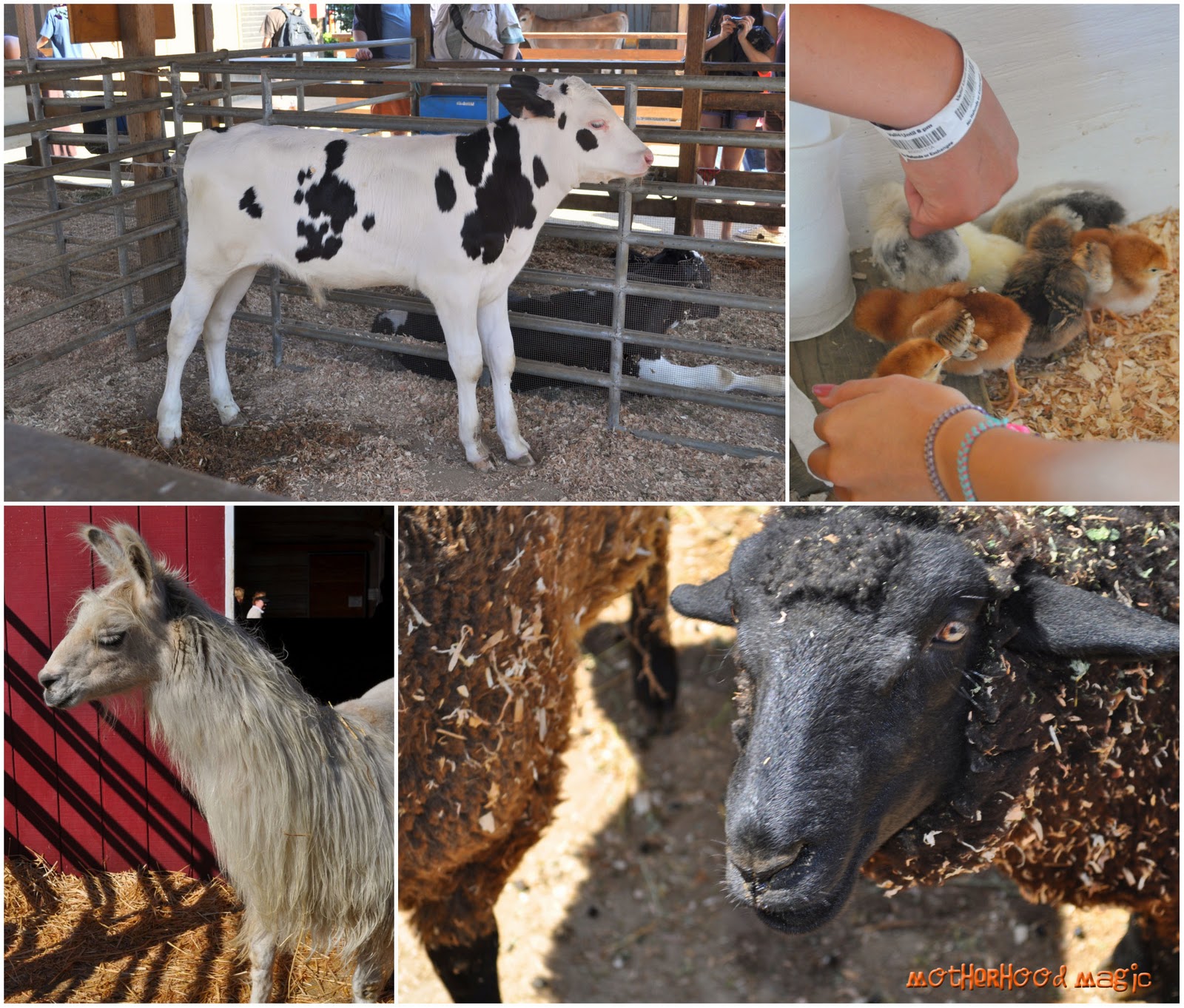 Magical Days with the Mouse: The Orange County Fair