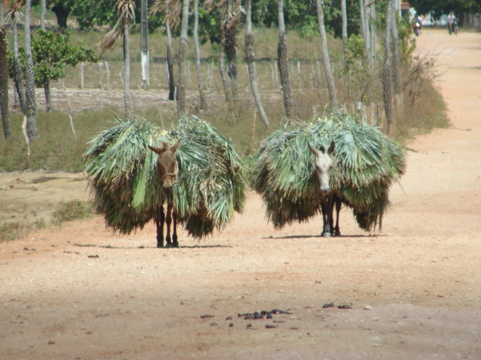 Nuevas Esperanzas: EXPLOTACIÓN ANIMAL