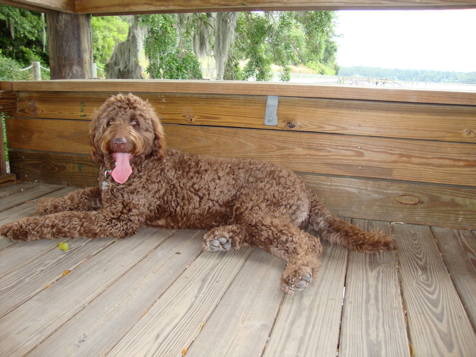 Camilla the Labradoodle: Summer Haircut Pics