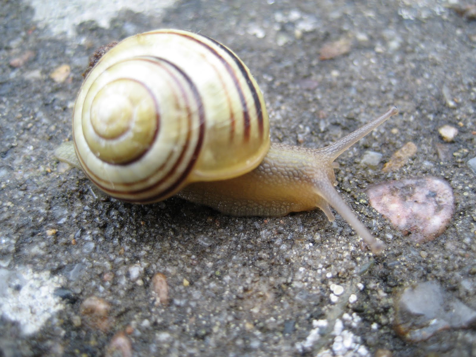 hyggetrolde & bulderbasser: En snegl på vej'n er tegn på regn...