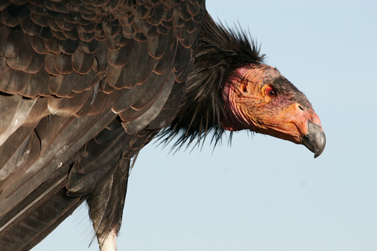 Backcountry Utah's Outdoor Adventure Journal: California Condors Get ...
