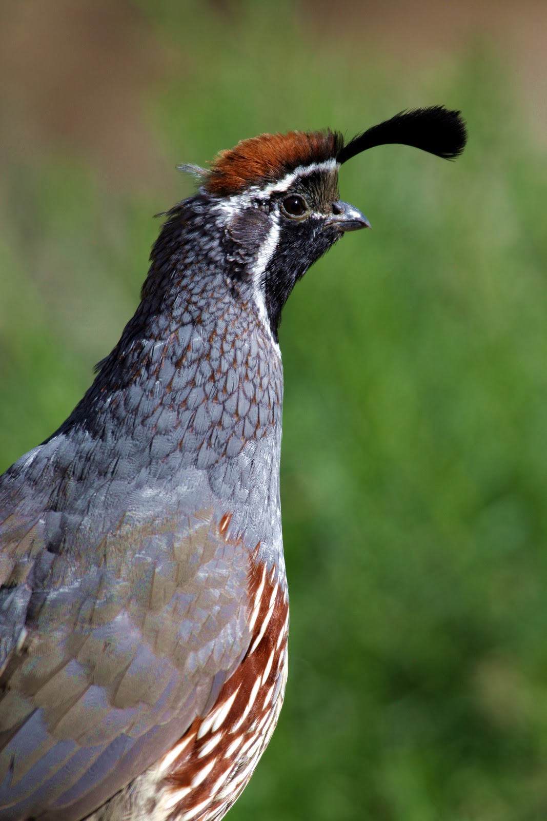 Backcountry Utah's Outdoor Adventure Journal: Quail and pheasant hunts ...