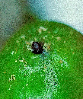 broca del café: broca del cafe, Hypothenemus hampei Ferrari