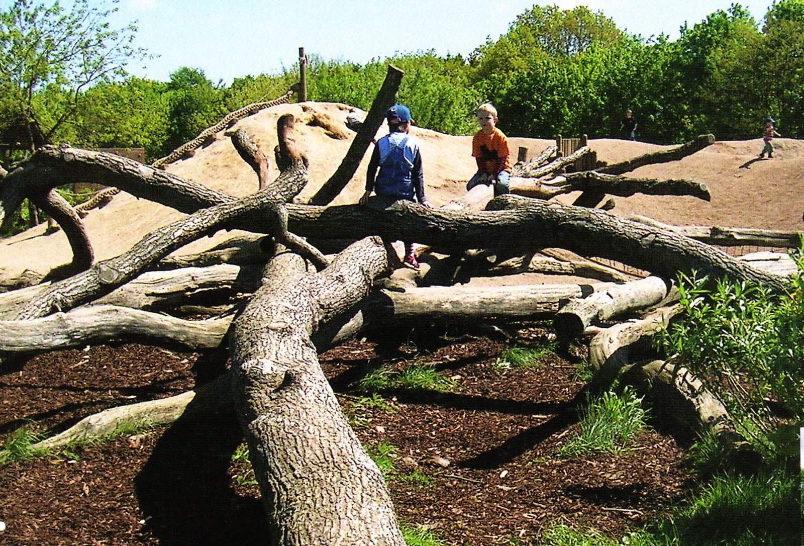 Hastings School Playground Design: Logs for climbing