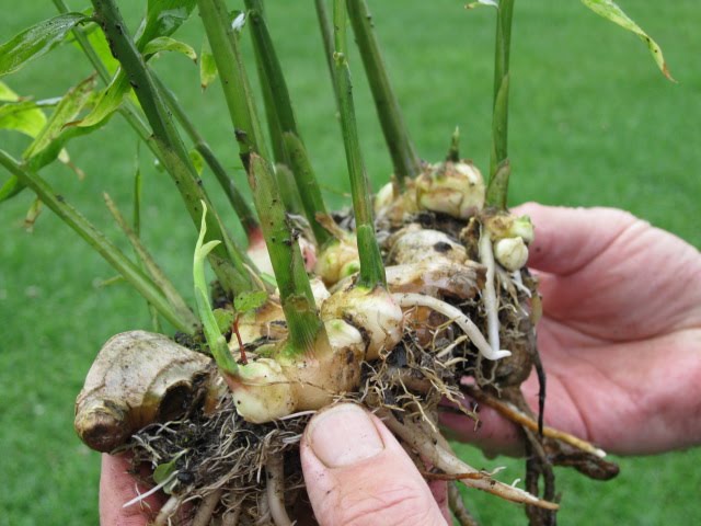 Edible Ginger Root Plant