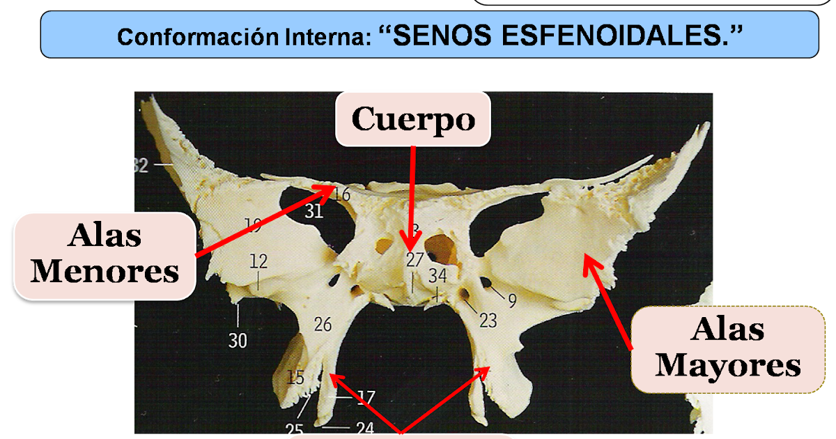 novadens.- Servicios Odontológicos.: Hueso Esfenoides y su relación con ...