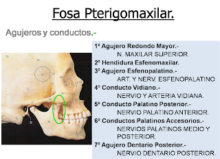 novadens.- Servicios Odontológicos.: Fosa Pterigoidea.