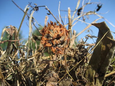 Global Swarming Honeybees: On Plumbing, Snakes, & Hay