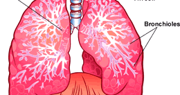 Kumpulan Artikel Menarik: Cara Kerja Paru-Paru - How it works Lung