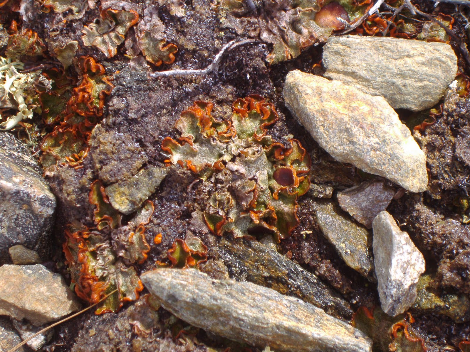 Squamules: Eagle Summit, Alaska