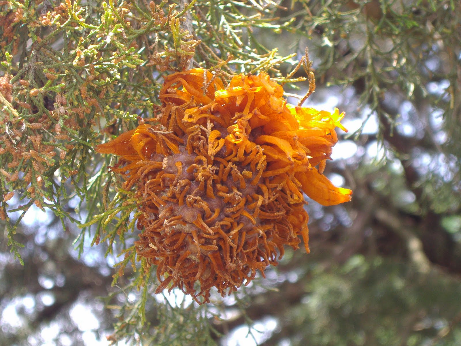 Squamules: Gymnosporangium