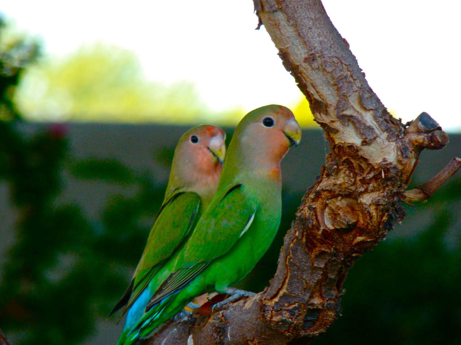 Scottsdale Daily Photo: Photo: Lovebirds