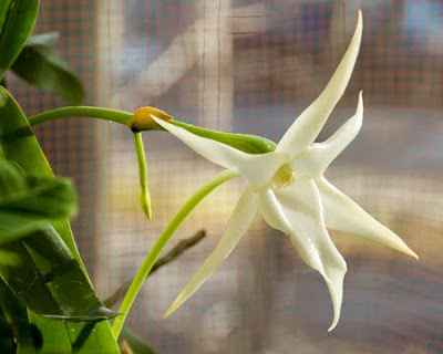 Pacific Science Center Life Sciences: Darwin's Orchid