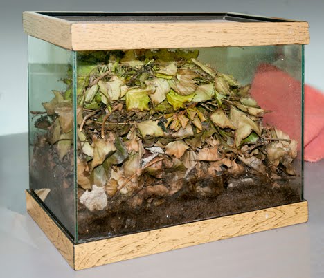 Pacific Science Center Life Sciences: Stick Bug Amnesty – A Reminder