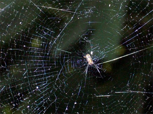 Pacific Science Center Life Sciences: Orb Weavers