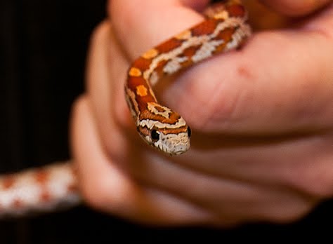 Pacific Science Center Life Sciences: Help Us Name Our Snake